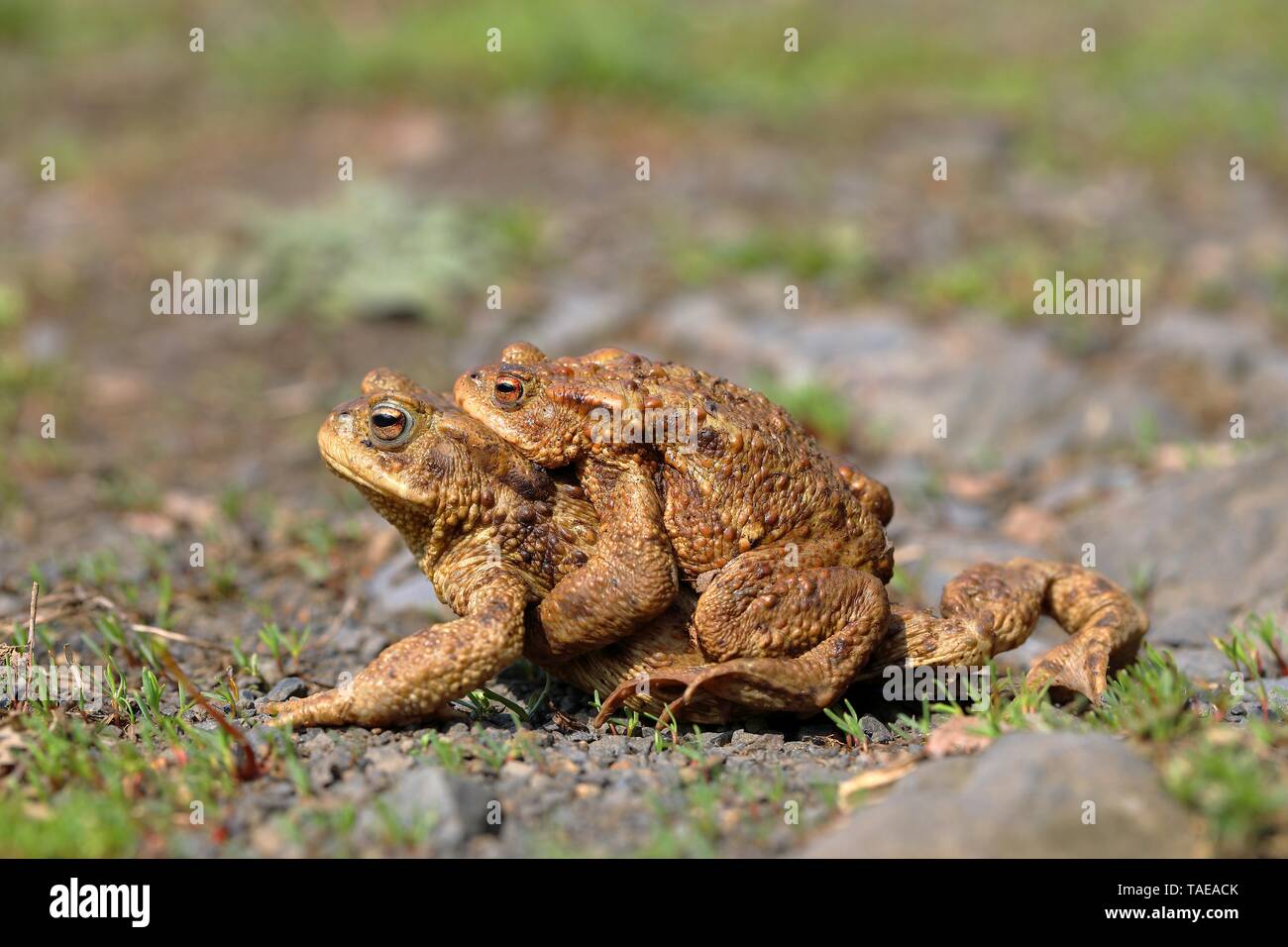 Season of migration hi-res stock photography and images - Alamy