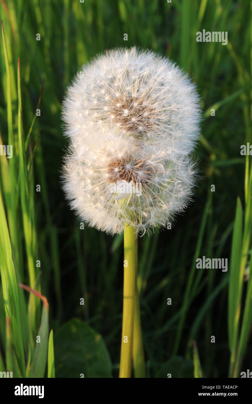 Closeup seeding dandelion hi-res stock photography and images - Alamy
