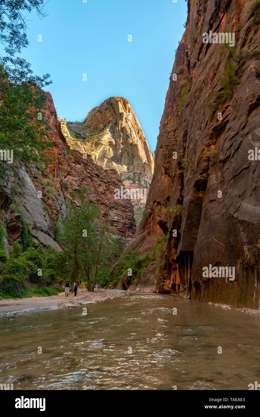 The Narrows, Virgin River, steep walls, Zion Canyon, Zion National Park ...