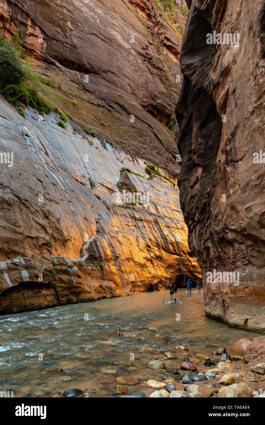 The Narrows, Virgin River, steep walls, Zion Canyon, Zion National Park ...