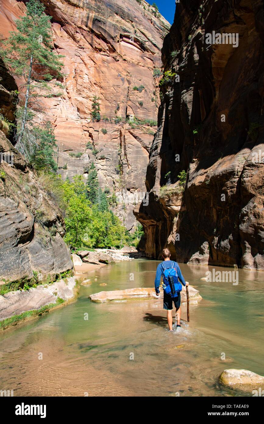 Hiker walks in the water, The Narrows, narrow place of the Virgin River ...
