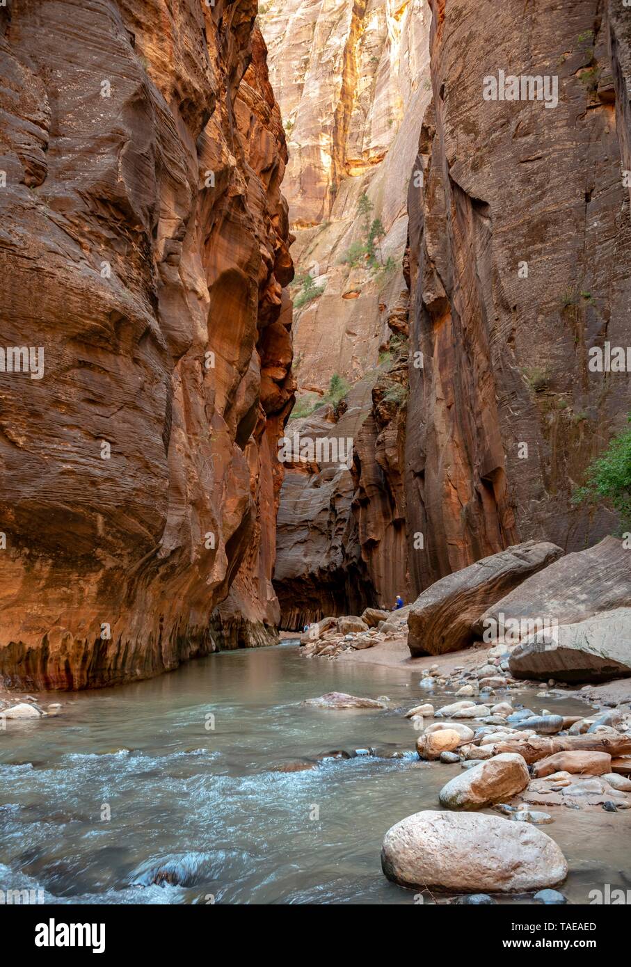 The Narrows, Virgin River, steep walls, Zion Canyon, Zion National Park ...