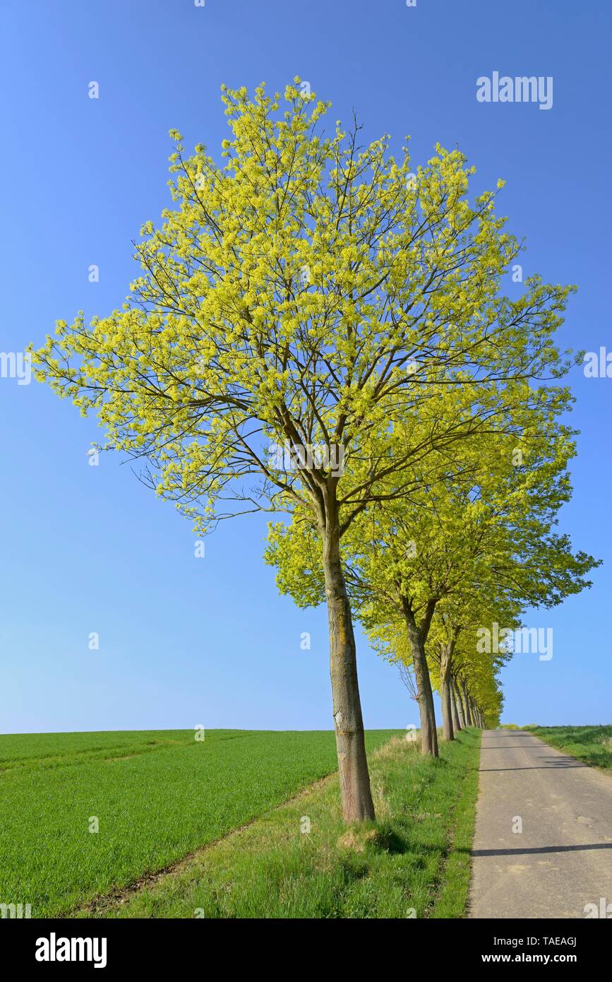 Maple (Acer), tree row in spring at a street in front of a blue sky ...