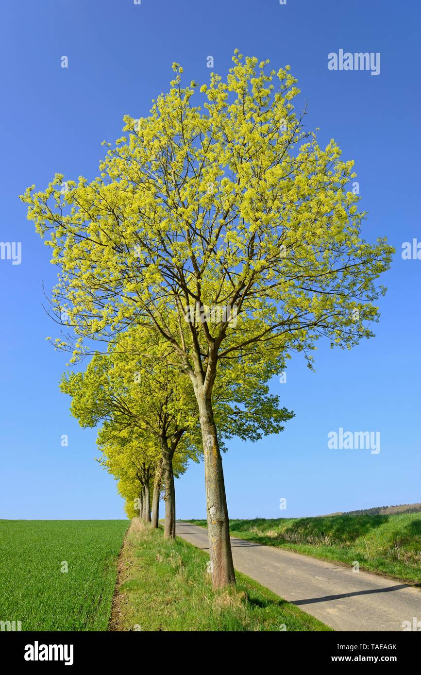 Maple (Acer), tree row in spring at a street in front of a blue sky ...