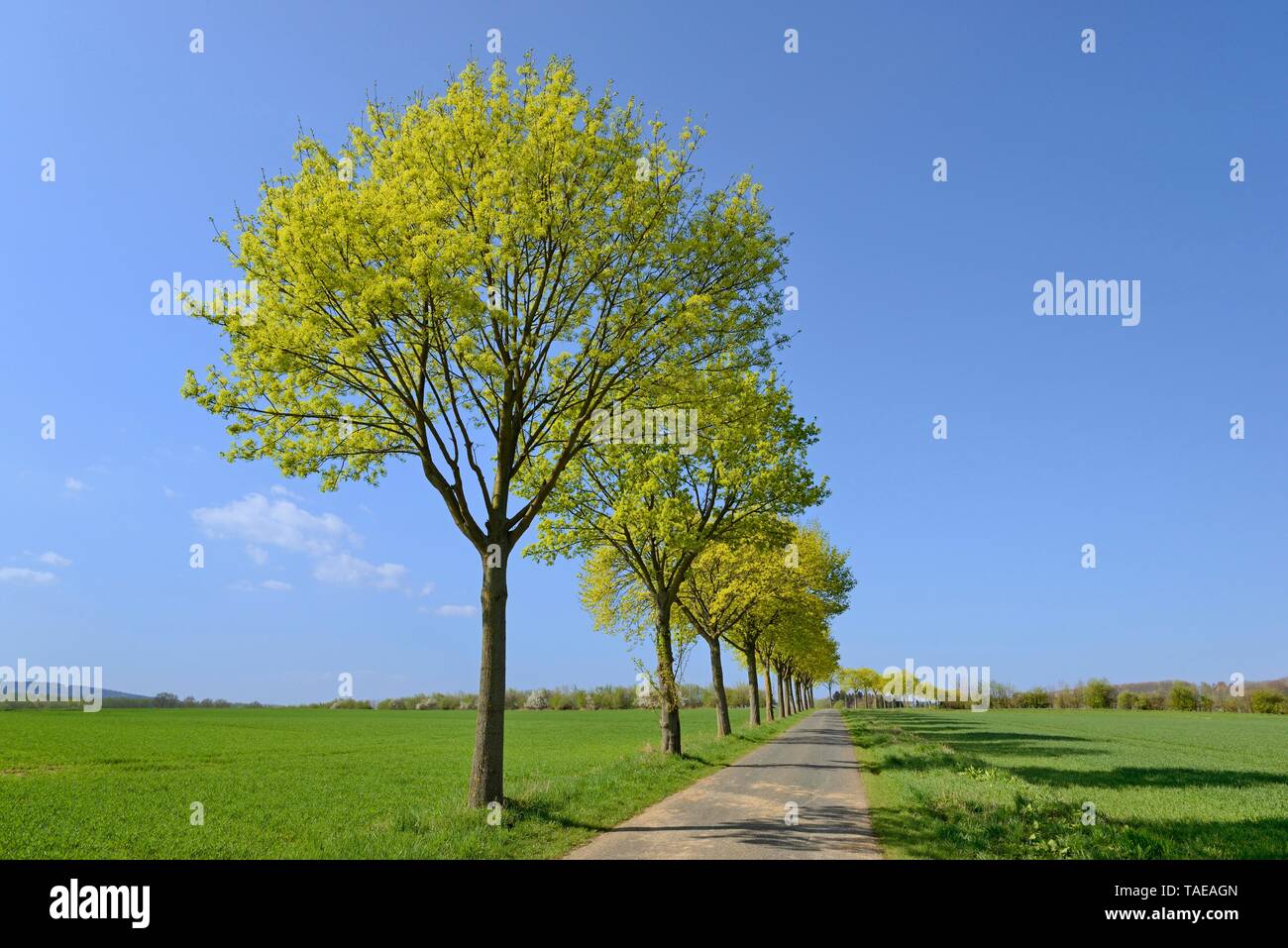 Maple (Acer), tree row in spring at a street in front of a blue sky ...