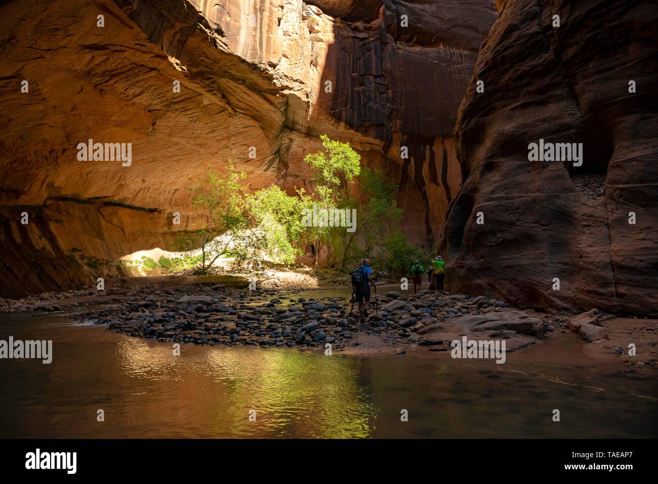 Hikers, The Narrows, Virgin River Narrow, Zion Canyon Steep Walls, Zion ...
