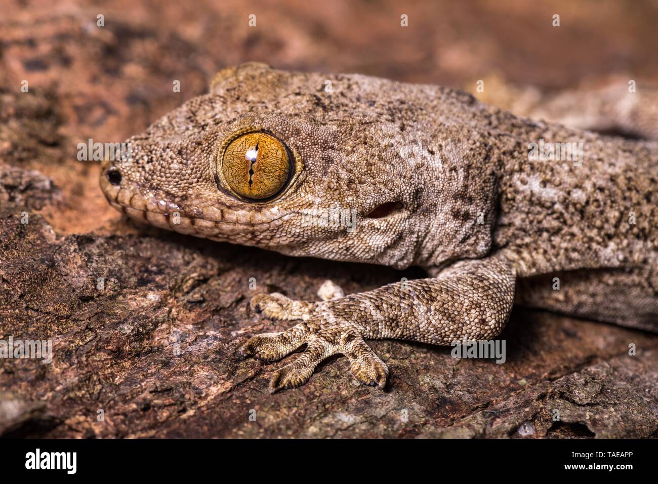 Blaesodactylus boivini blaesodactylus boivini hi-res stock photography ...