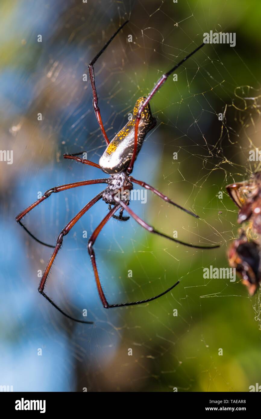Madagascan orb weaver hi-res stock photography and images - Alamy
