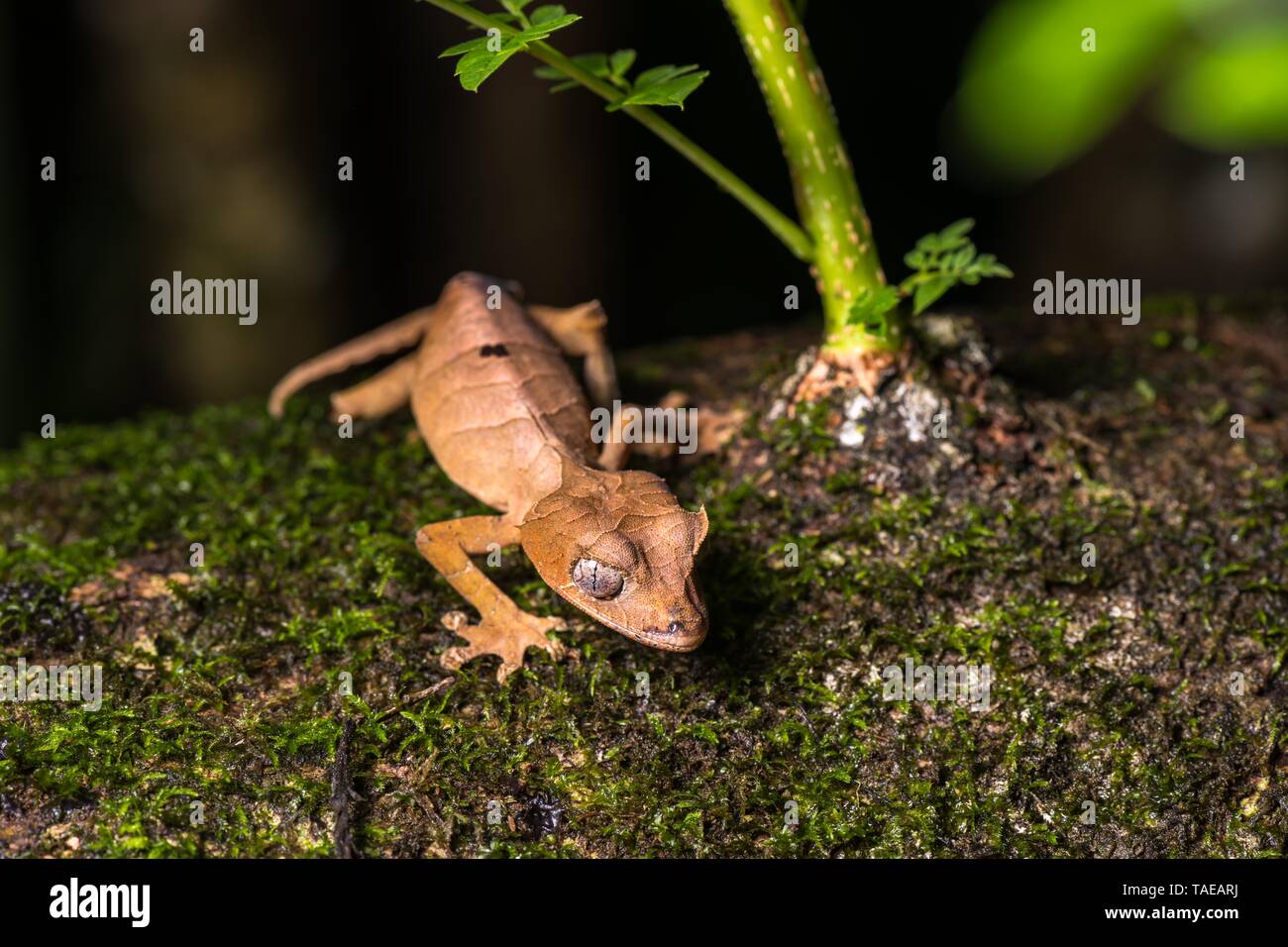 Uroplatus finiavana uroplatus finiavana hi-res stock photography and ...