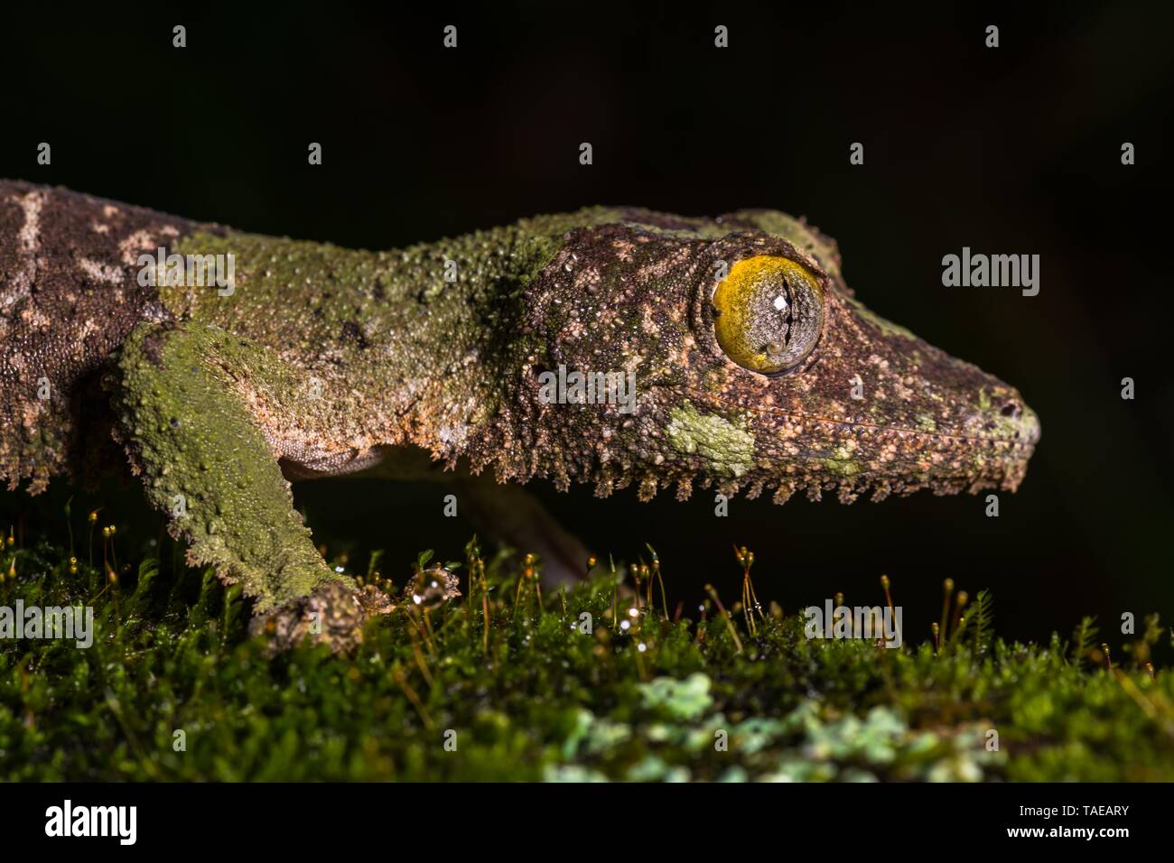 Mossy leaf-tailed gecko (Uroplatus sikorae), male on moss, animal ...
