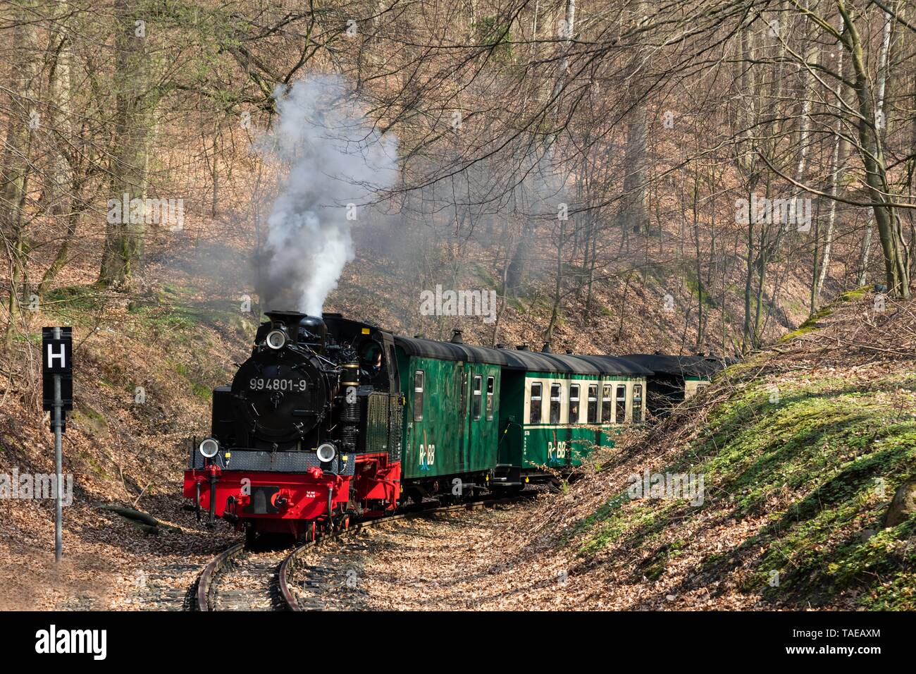Narrow-gauge railway Rasender Roland drives steaming through deciduous ...