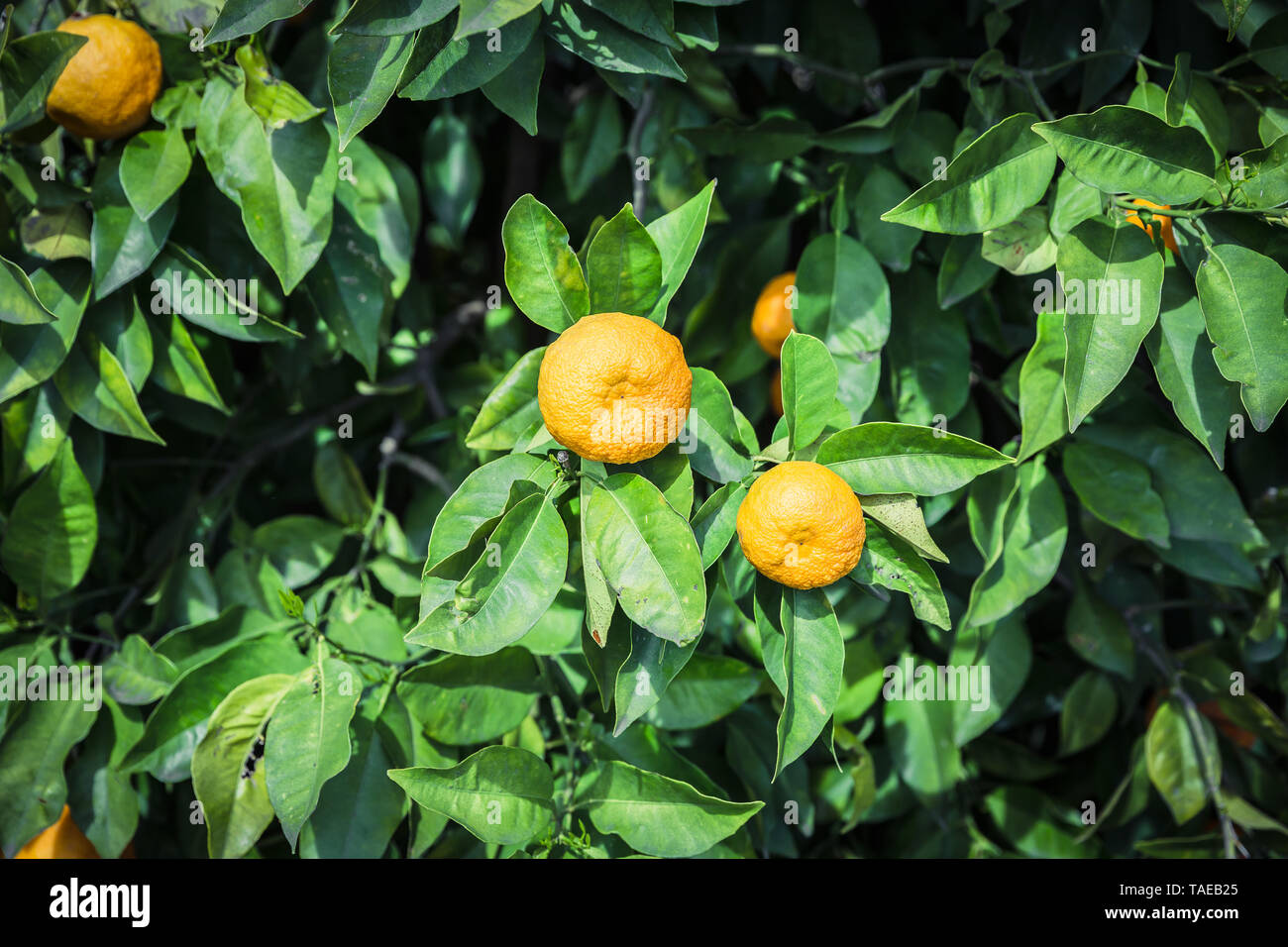 Mandarin garden - Trees with ripe fruits Stock Photo - Alamy
