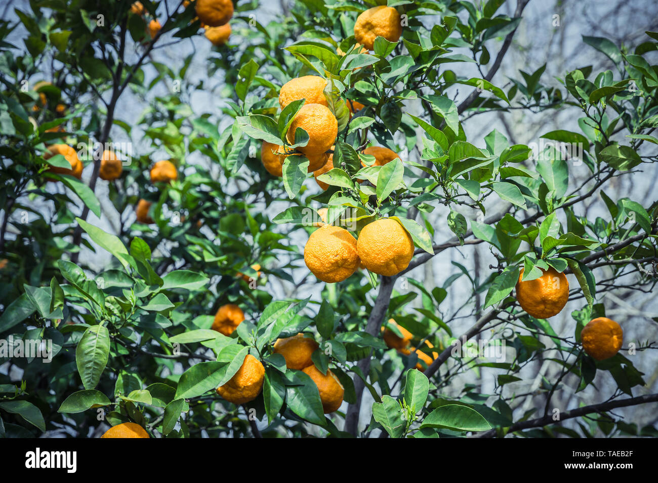 Mandarin garden - Trees with ripe fruits Stock Photo - Alamy