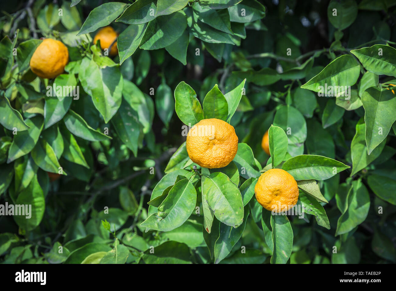 Mandarin garden - Trees with ripe fruits Stock Photo - Alamy