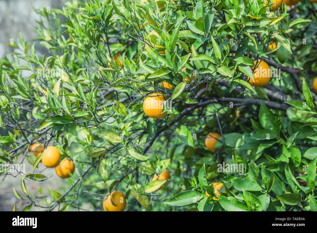 Orange garden - Trees with ripe fruits Stock Photo - Alamy