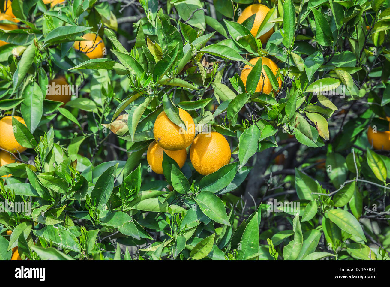 Orange garden - Trees with ripe fruits Stock Photo - Alamy