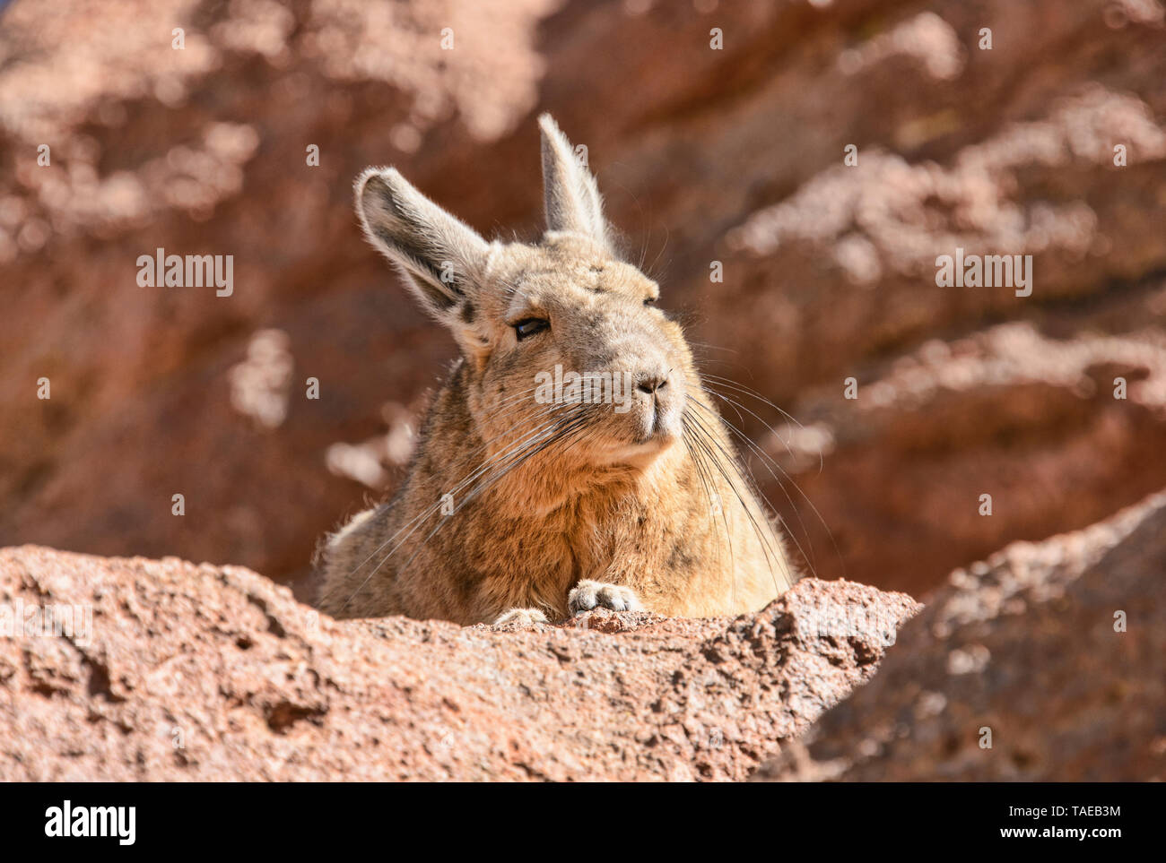 Southern viscacha (Lagidium viscacia), Salar de Uyuni, Bolivia Stock ...