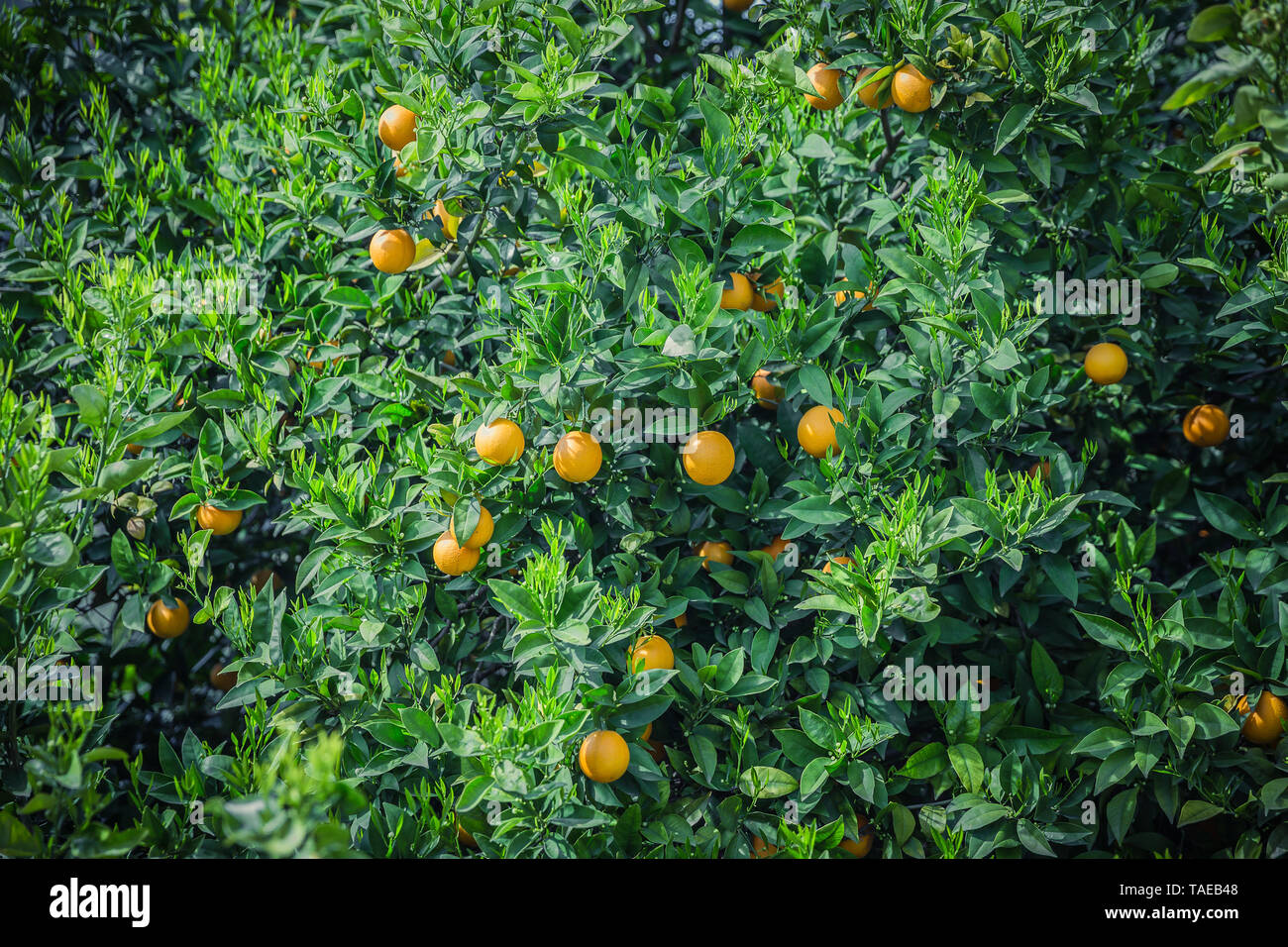 Orange garden - Trees with ripe fruits Stock Photo - Alamy