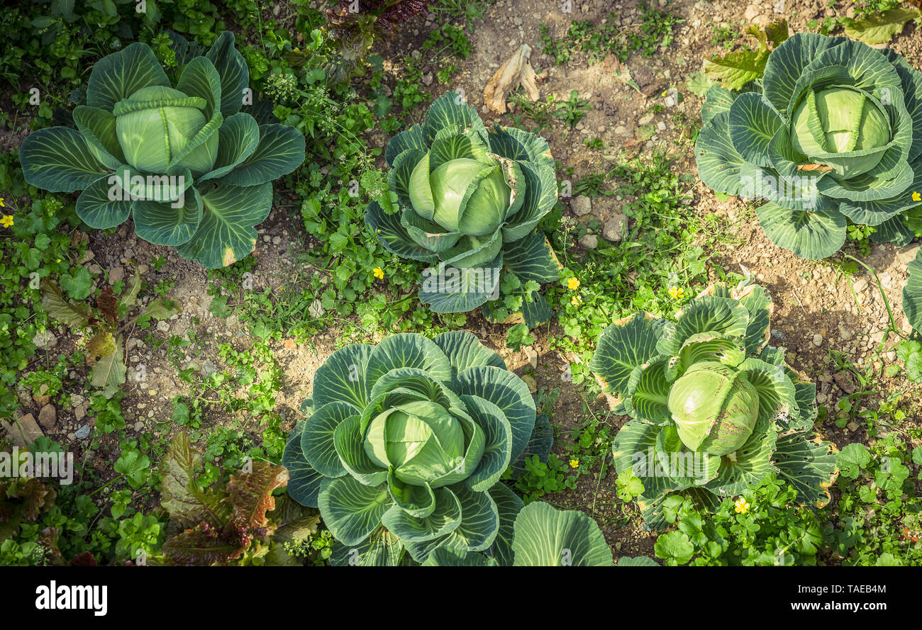 Ripe white cabbage in the garden Stock Photo - Alamy