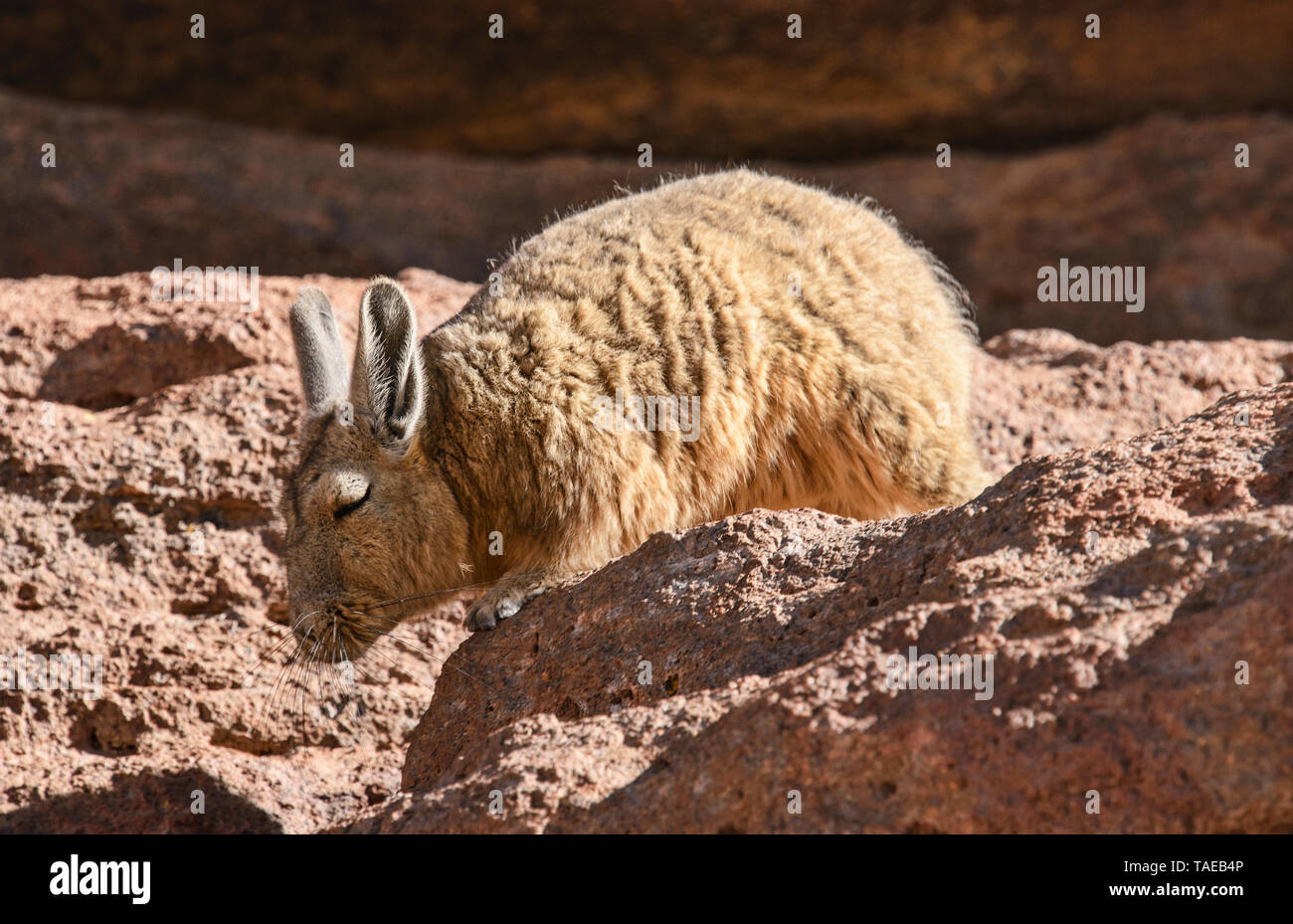 Visacachas hi-res stock photography and images - Alamy