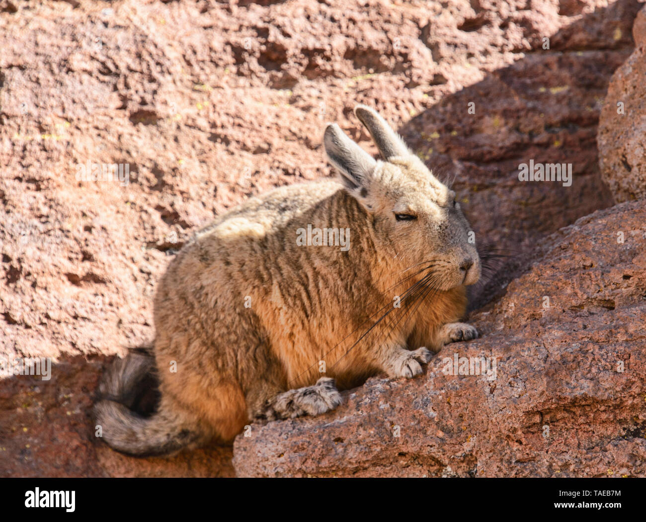 Southern viscacha (Lagidium viscacia), Salar de Uyuni, Bolivia Stock ...