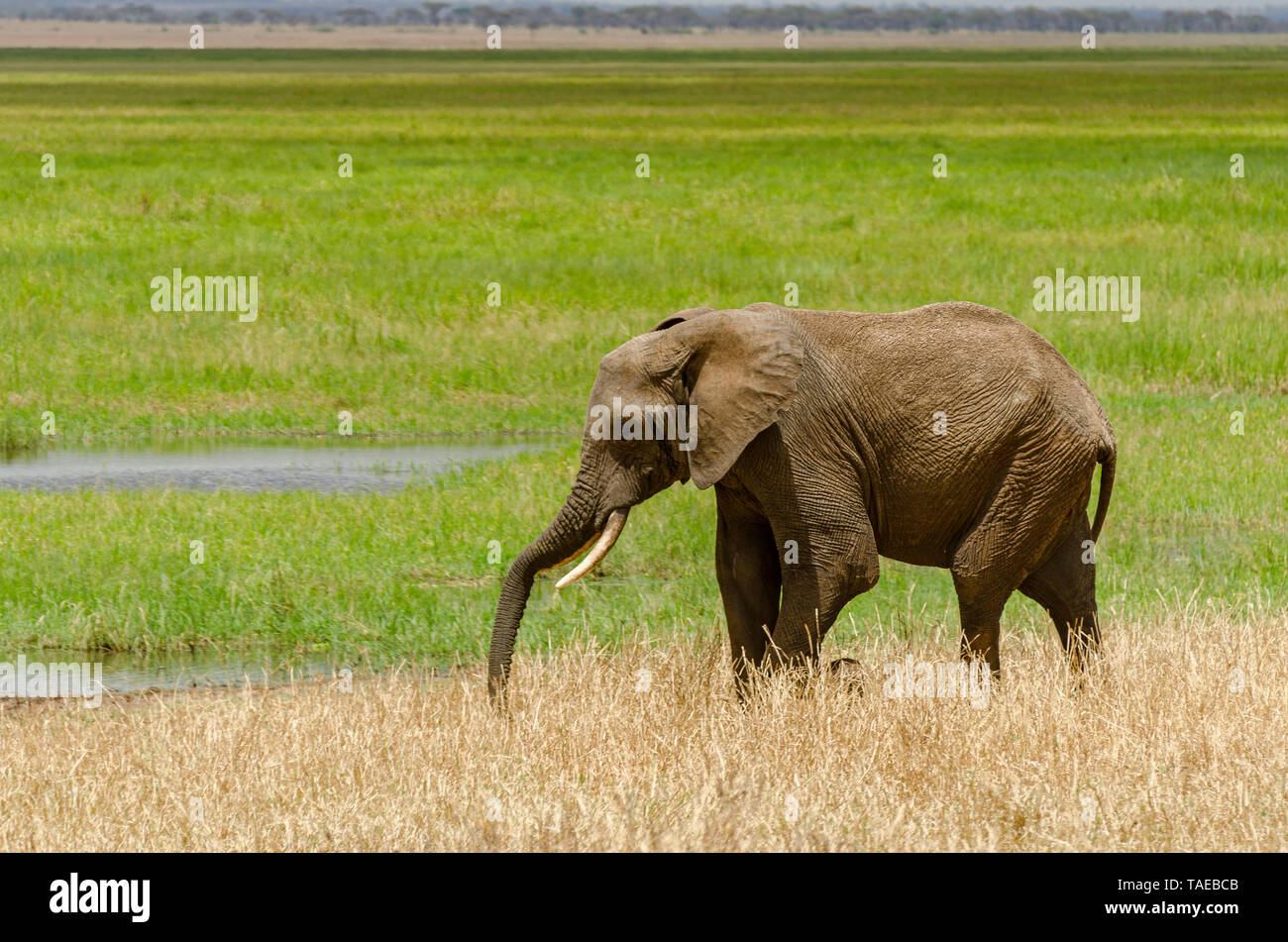 Elephant walking near Tanzania swamp and green grasslands Stock Photo ...