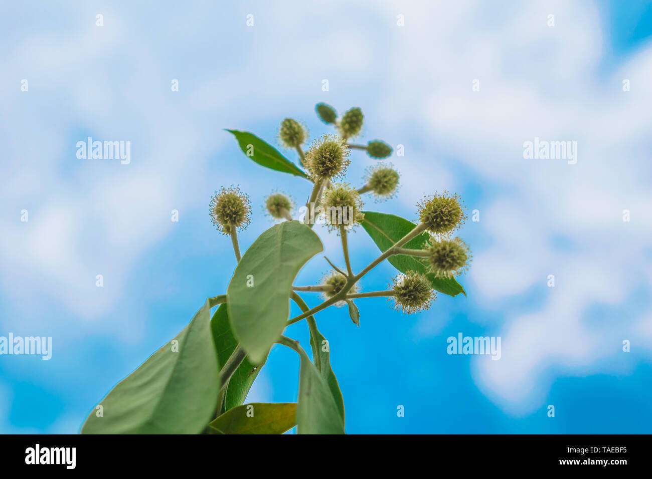 Conocarpus tree hi-res stock photography and images - Alamy
