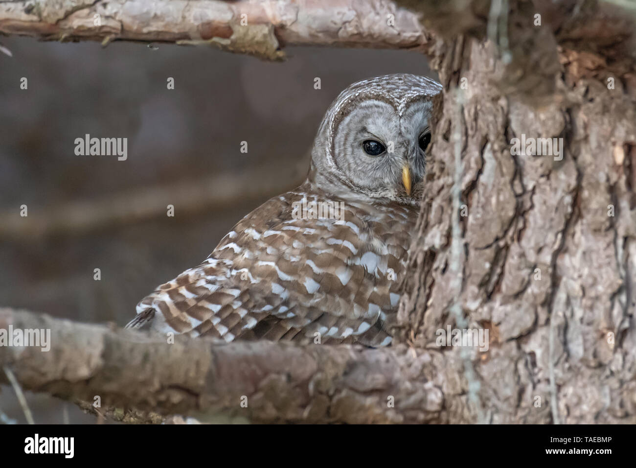 Canadian winter birds hi-res stock photography and images - Alamy