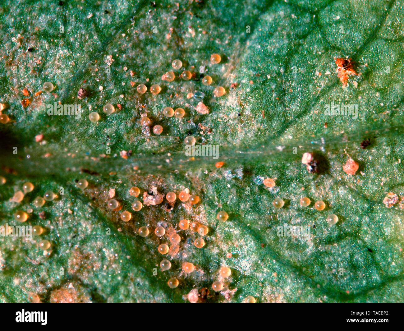 Tetranychus urticae spider mite hi-res stock photography and images - Alamy