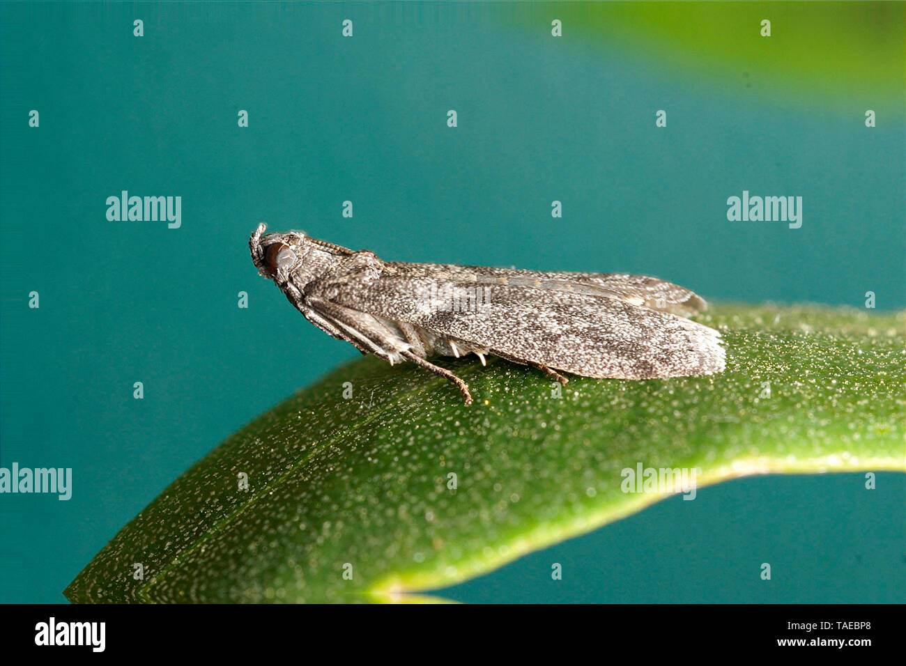 Ectomyelois hi-res stock photography and images - Alamy