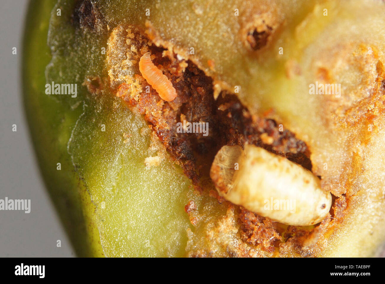 Orange larva Olive fruit midge (Lasioptera berlesiana) in an olive ...