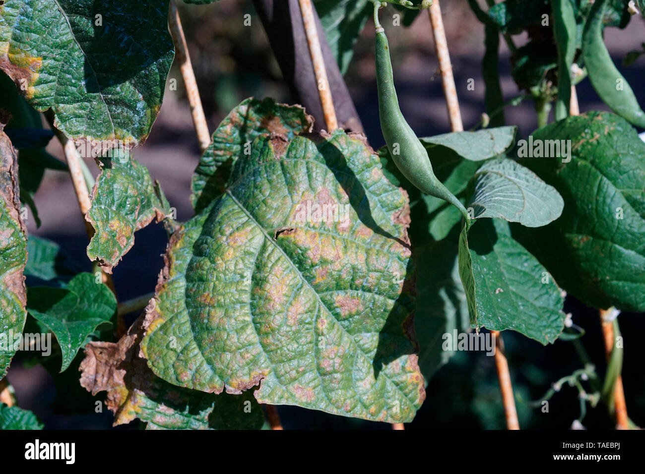 Tasks typical of the disease called "bronzed acariosis of tomato", but ...