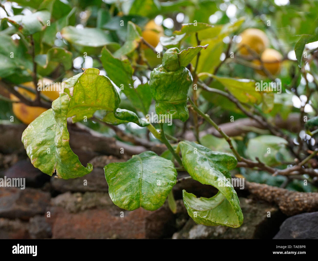 Lemon tree leaves tormented by yellow mites (Brachytydeux formosa ...