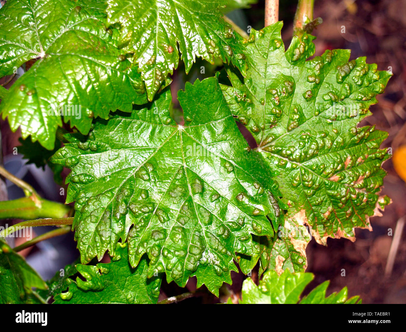 Grape erineum mite colomerus vitis hi-res stock photography and images - Alamy