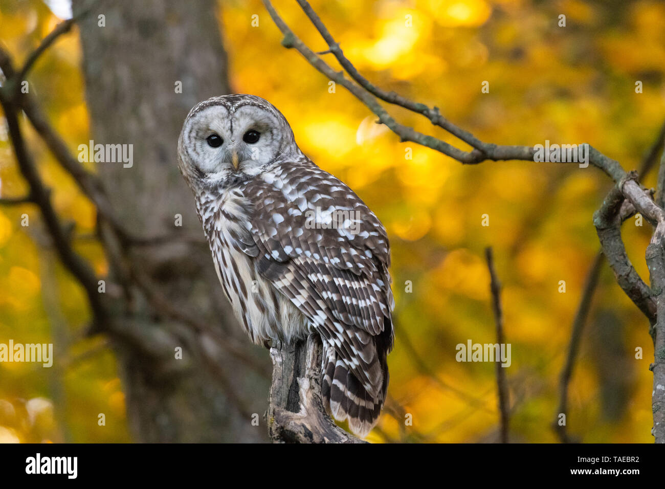 Barred owl hi-res stock photography and images - Alamy
