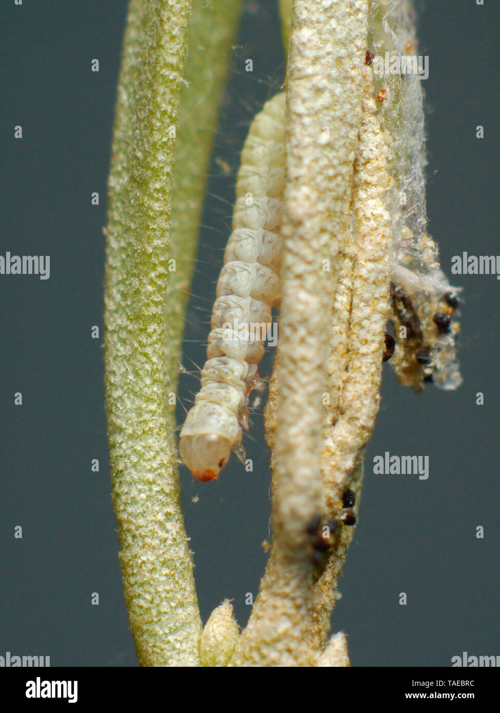 Olive moth caterpillar (Prays oleae) between the leaves of the end of ...