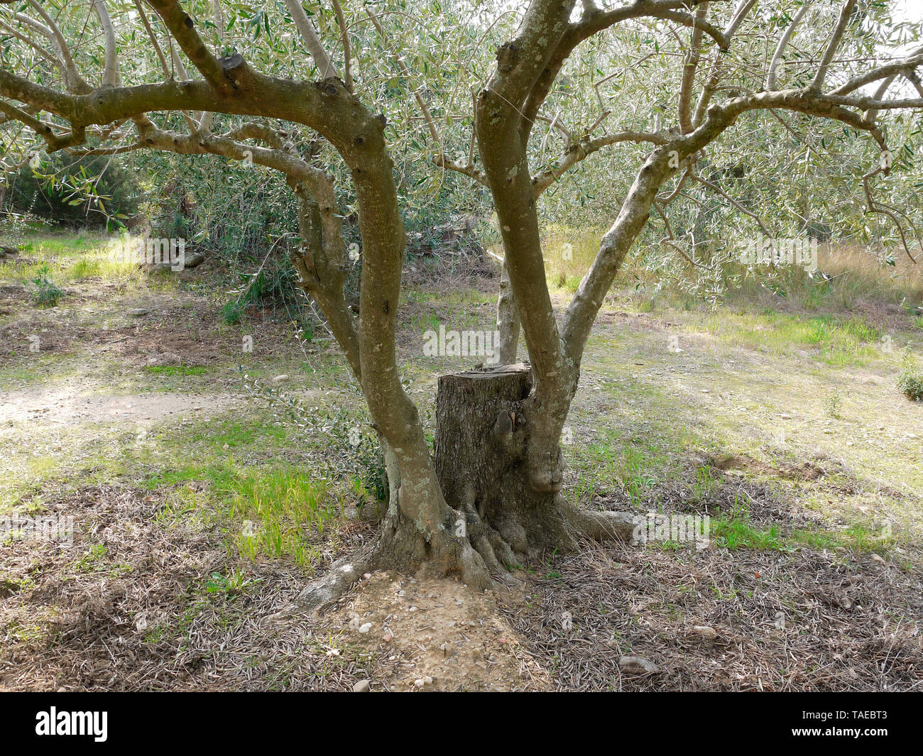 After the catastrophic freeze of 1956, taken again from new branches ...