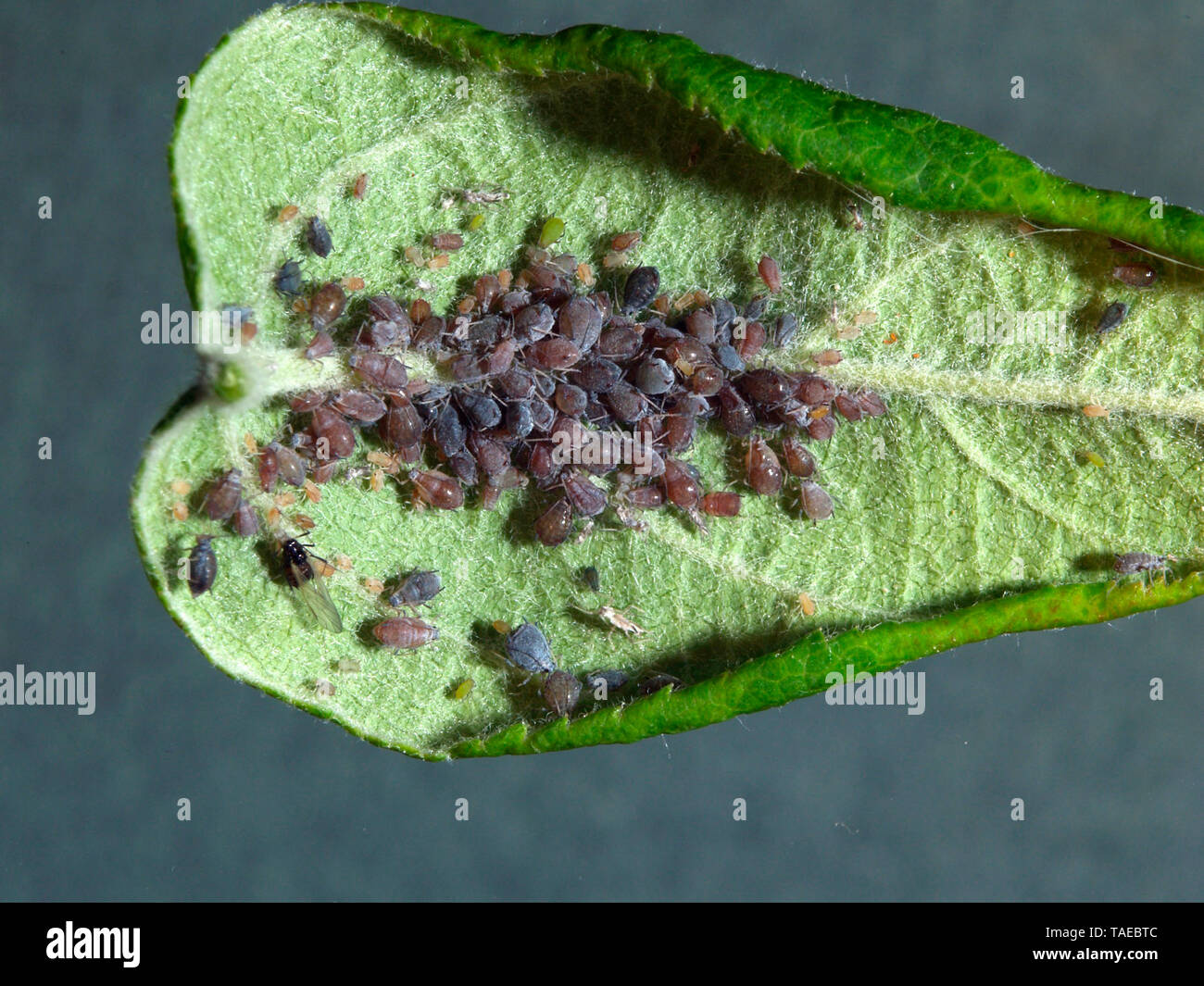 Brown aphids under a leaf of apple tree Stock Photo - Alamy