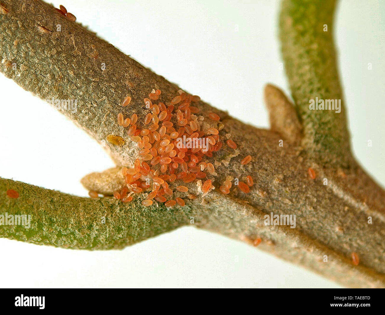 African olive olea europaea hi-res stock photography and images - Alamy