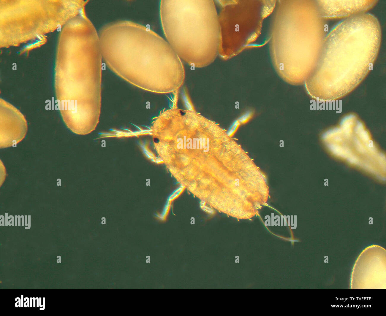 Larva of Olive black scale (Saisettia oleae) just hatched and unhatched ...