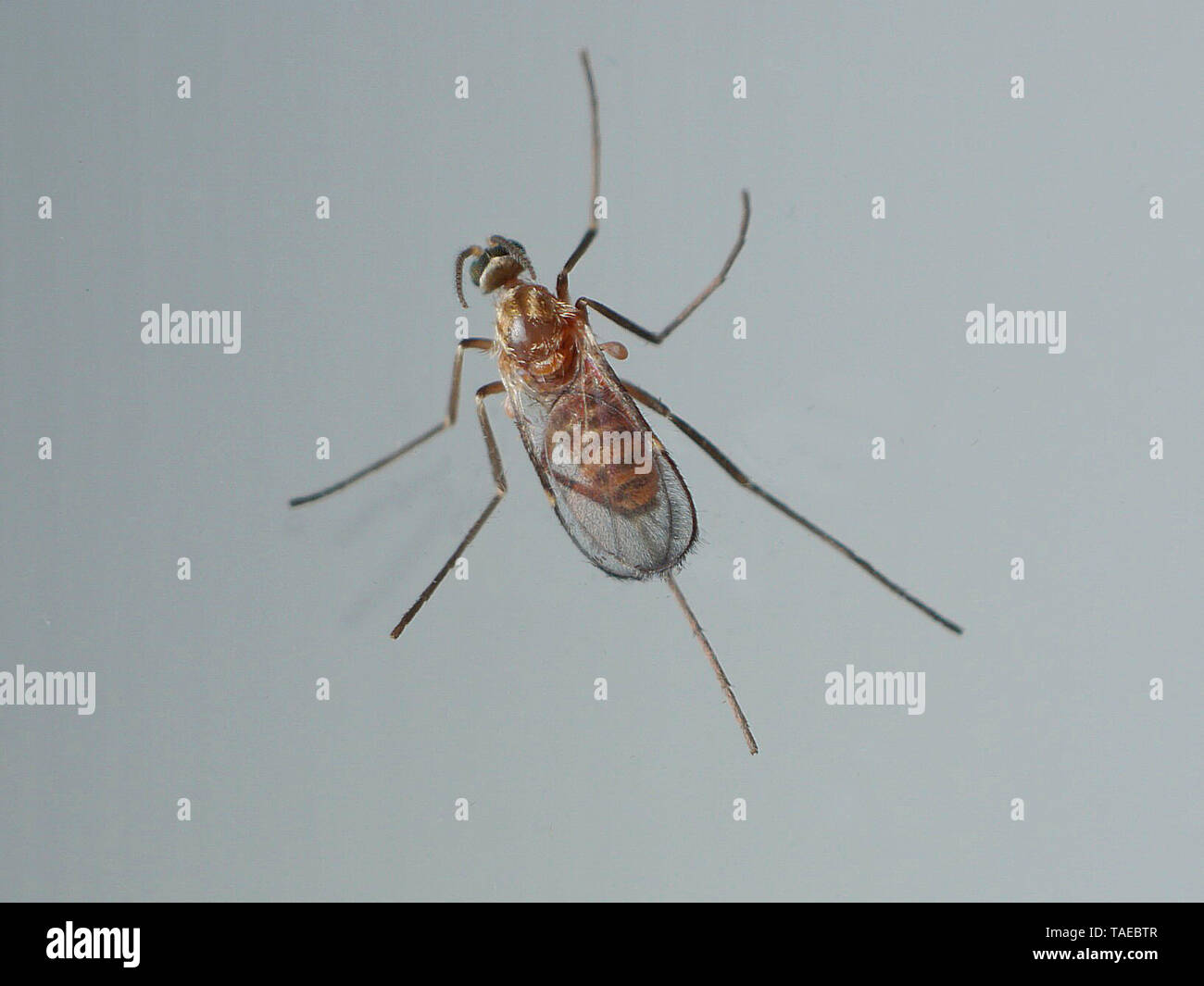 Diptera cecidomyiidae hi-res stock photography and images - Alamy