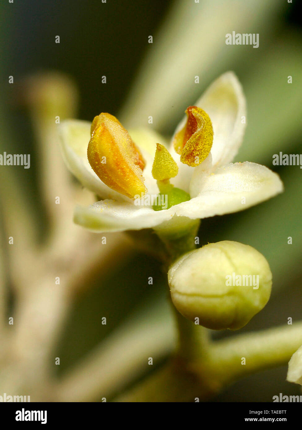 Anatomy of pistil hi-res stock photography and images - Alamy