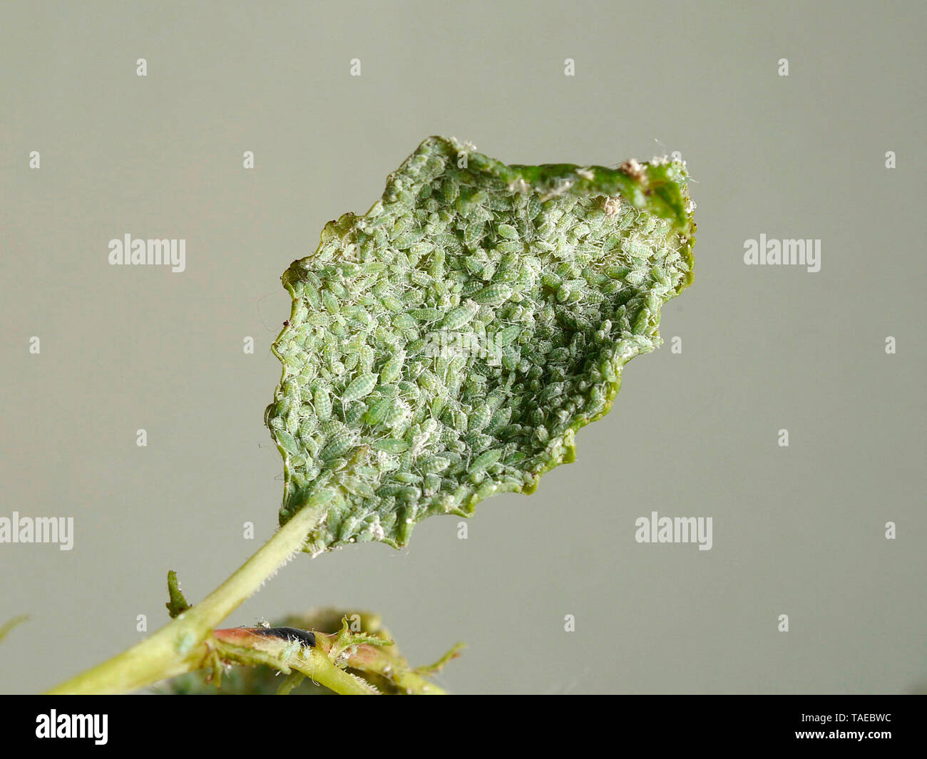 Plum Tree Disease High Resolution Stock Photography and Images - Alamy