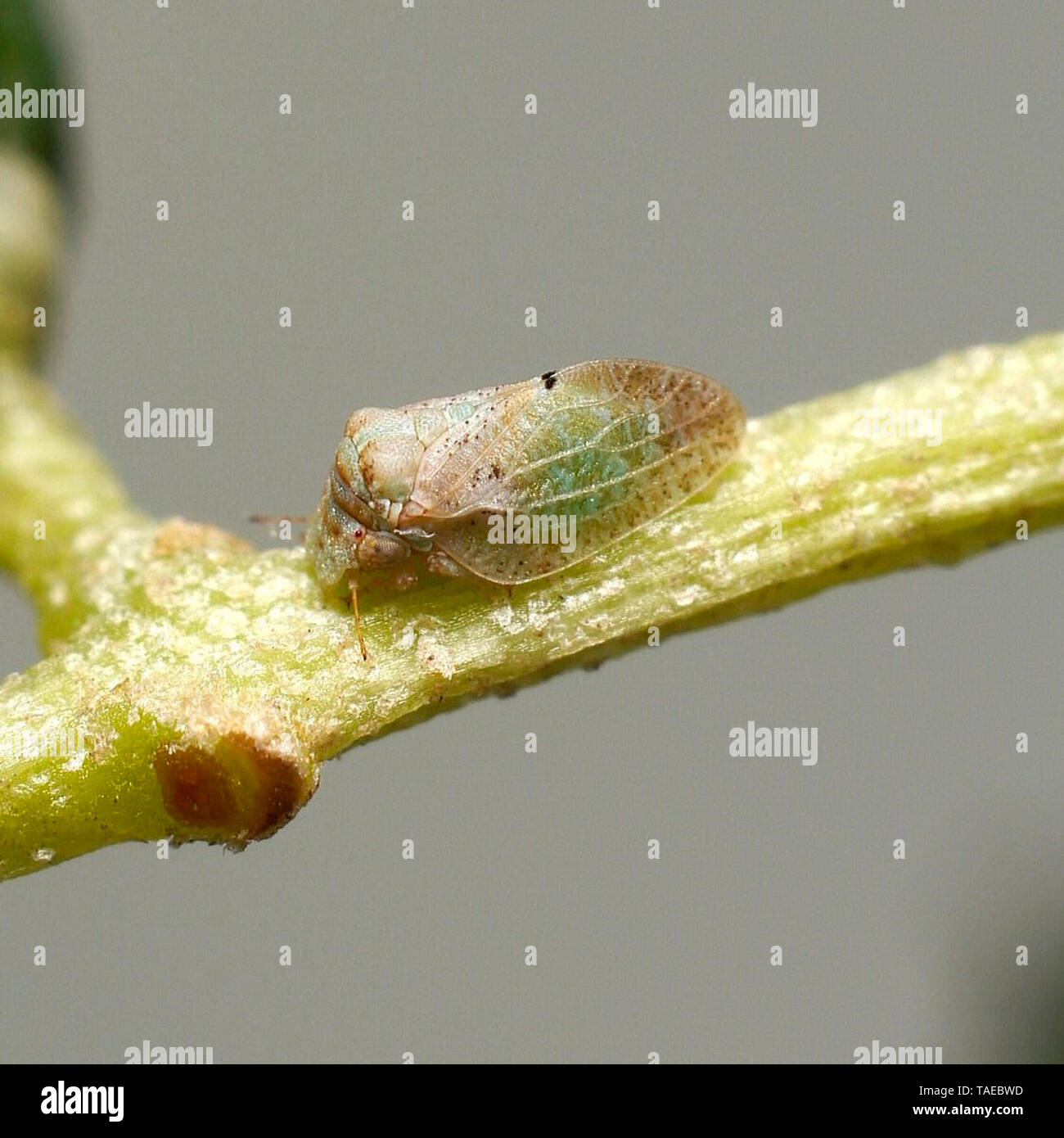 Olive Psylla (Euphyllura olivina) adult attached to a twig feeding on ...