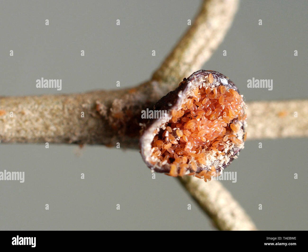 After turning the black scale of the olive tree (Saissetia oleae ...