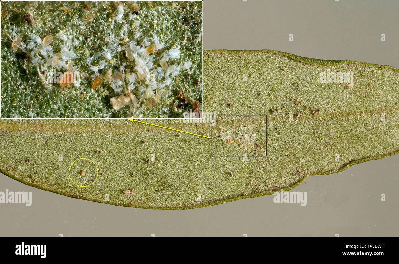 Tydeidae hi-res stock photography and images - Alamy