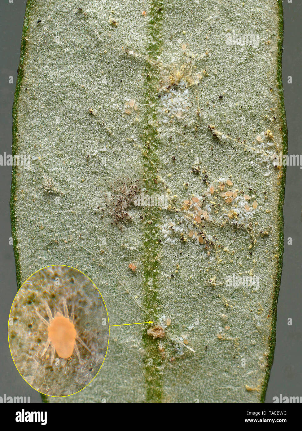 Three colonies of yellow mites (Brachytydeus formosa) under this olive ...