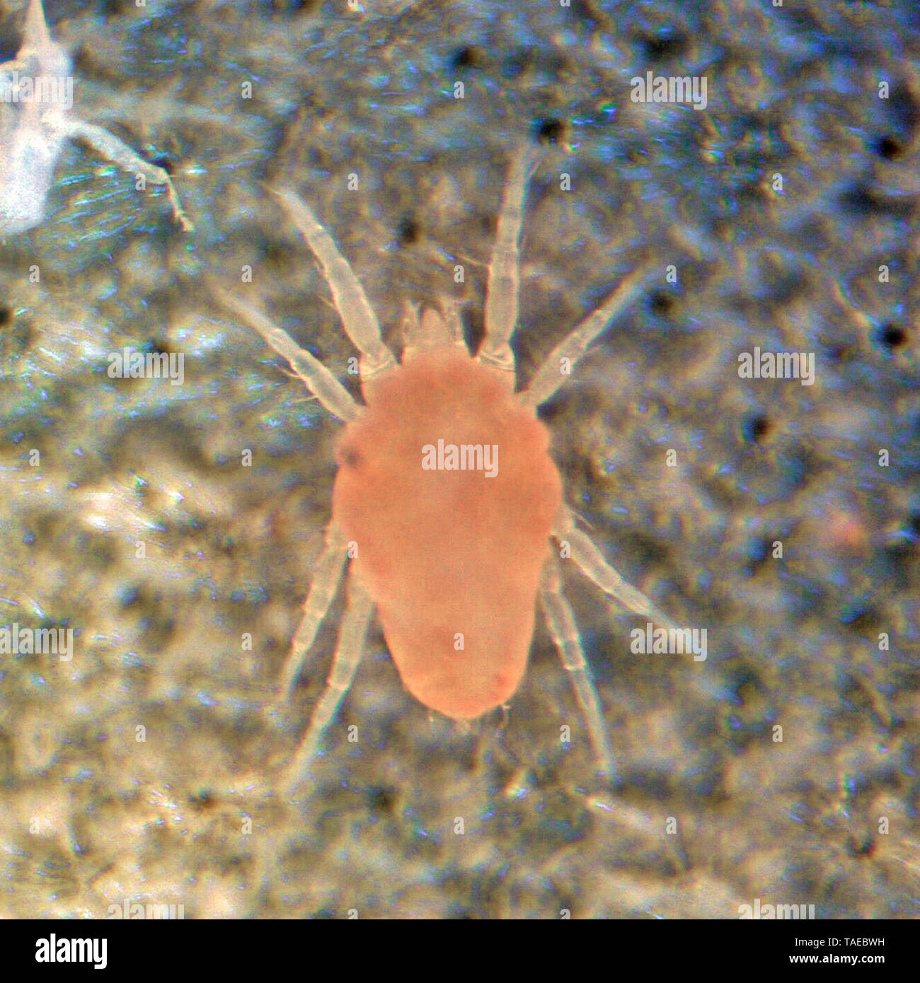 Lorryia formosa mite hi-res stock photography and images - Alamy