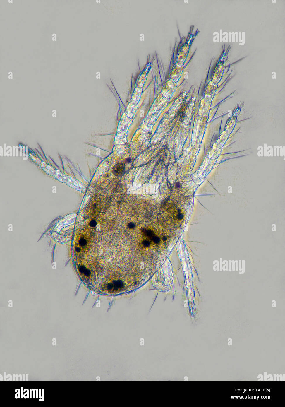 Yellow mite (Brachytydeus formosa), caught on olive leaves in Espolla ...