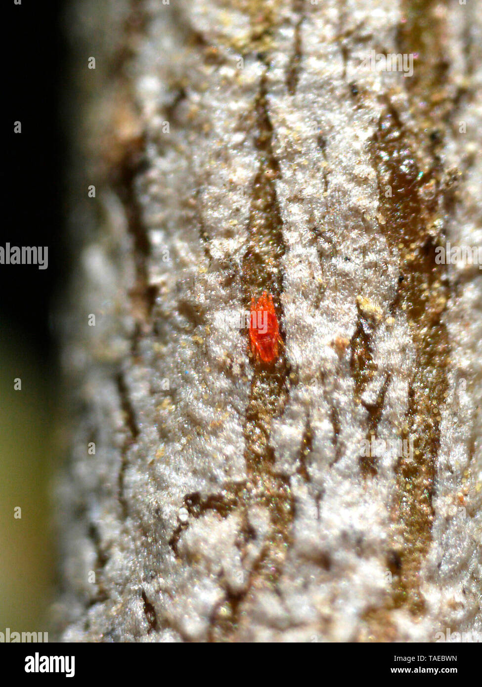 Olive Mite (Brevipalpus oleae), family Tenuipalpidae, at the bottom of ...